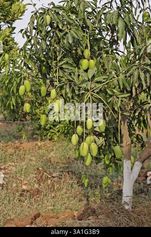 Mango cultivation, India, Asia Stock Photo - Alamy