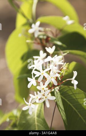 Botanical name Holarrhena pubescens, family Apocynaceae (oleander ...