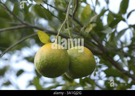 Orange fruits on trees at Ralegan Siddhi near Pune, Maharashtra, India ...