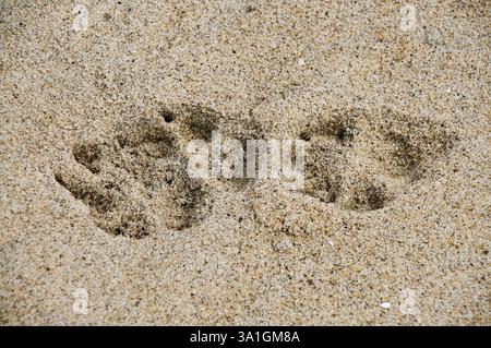 Foot marks at Devbaugh beach at Sindhudurgh, Maharashtra, India, Asia ...