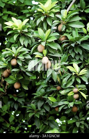 Fruits, Chickoo Chickoos (Manilkara zapota) hanging on tree branch ...