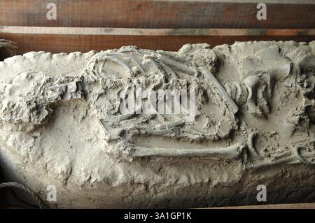Excavations of burial site (4K years old) at Sinauli, Uttar Pradesh ...