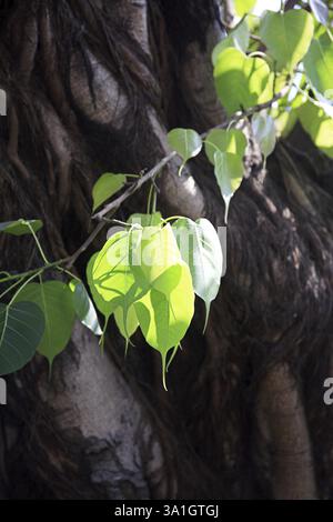 Pippal tree, India, Asia Stock Photo - Alamy