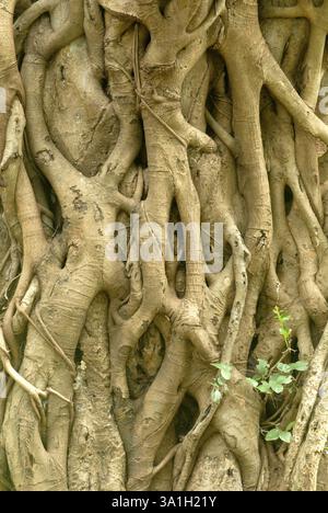 Aerial view of Descending roots of Huge Banyan Tree and Women with ...