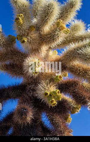 Choya Cactus Details in Joshua Tree National Park, California Stock ...