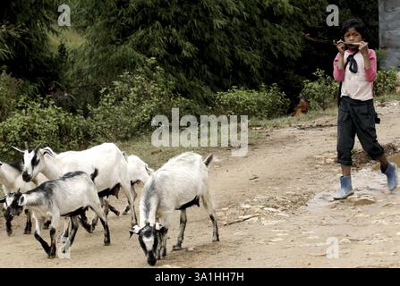 Shepherd with his sheep, Khasi tribe, Shillong, Meghalaya, India, Asia ...