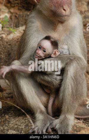 Bonnet monkey with baby on roadside of forested hill, Palamuthircholai ...