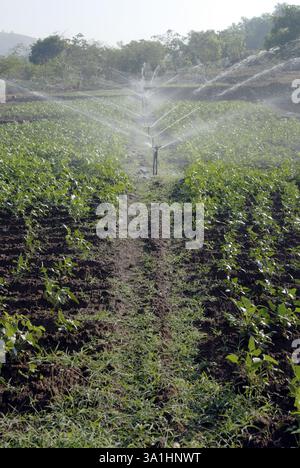 Giving water by sprinklers to crops at village Kondiye, taluka Lanja ...