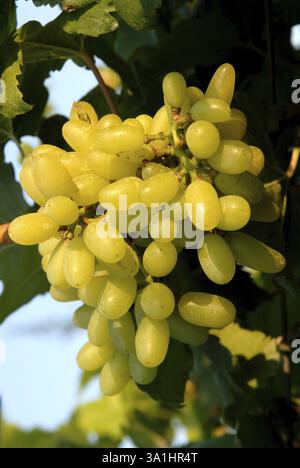 Healthy fruit, Grapes or angoor hanging, Sangli, Maharashtra, India ...