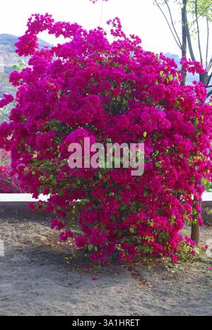 Pink flower tree ; Jodhpur ; Rajasthan ; India Stock Photo - Alamy