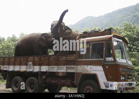 Elephants, heavy duty cargo, Thenmala, Kerala, India, Asia Stock Photo ...