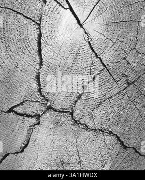 Cut tree trunk with circular cuts. Orange winter colors. Presence of ...