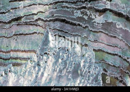 Abalone shell, California, U.S.A. United States of America Stock Photo ...