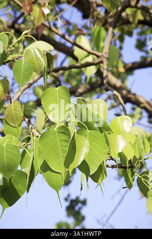 Pippal tree, India, Asia Stock Photo - Alamy
