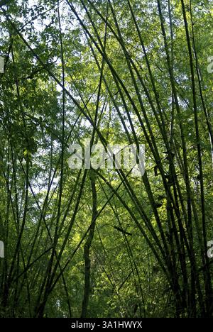 Bamboo trees in Dang forest area Waghai Ahwa Dang Stock Photo - Alamy