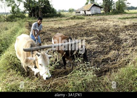 Farmer ploughing land, Chakma tribal, Arunachal Pradesh, India, Asia ...