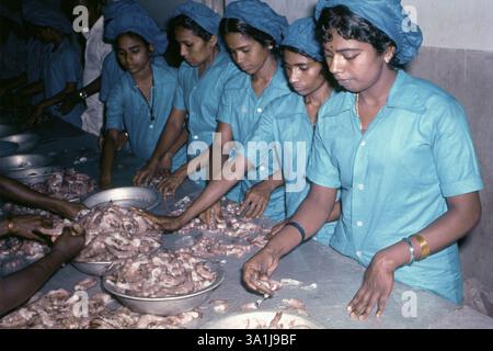 Indian women working fish packing factory, fish plant, fish processing ...