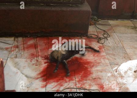 Religious sacrifice of goat at Rajrappa temple and Maa Chhinna Mastika ...