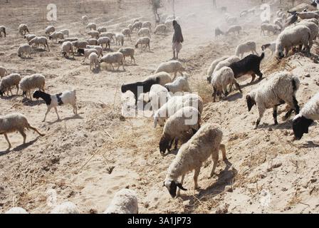 Sheep engaged in grazing, Ladnun, Rajasthan, India, Asia Stock Photo ...