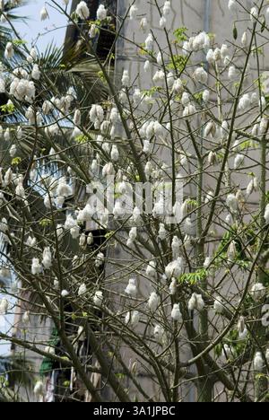 Tree name savar, Maharashtra, India, Asia Stock Photo - Alamy