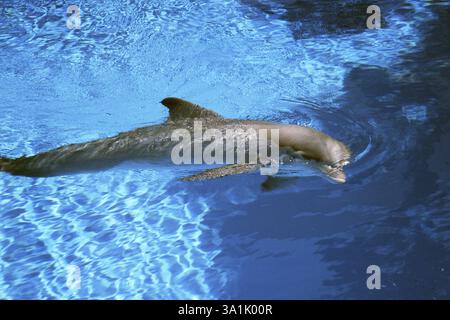 Dolphin preserved in deep water tank, Las Vegas, U.S.A. United States ...