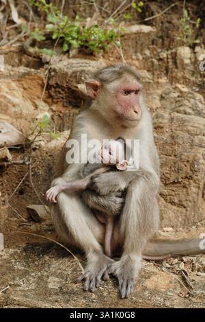 Bonnet monkey with baby on roadside of forested hill, Palamuthircholai ...