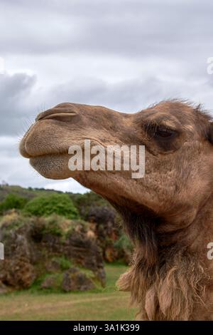 Detail of the head of a dromedary. Cloudy sky, texture, hairs, eye ...