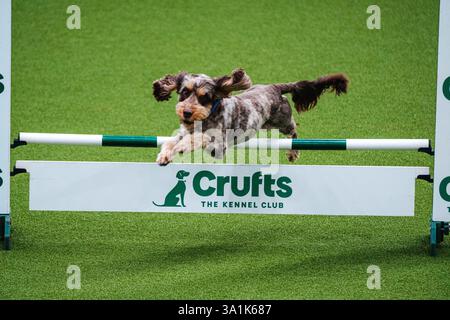 Birmingham, UK. 9th Mar 2025. Birmingham, UK. 9th Mar 2025. Crufts 2025 ...