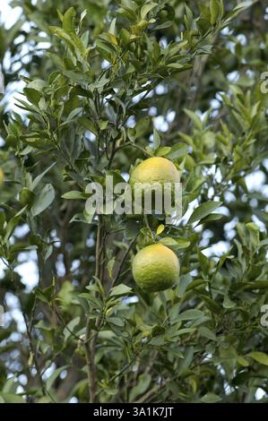 Orange fruits on trees at Ralegan Siddhi near Pune ; Maharashtra ...