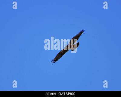 Common steppe buzzard (Buteo buteo), in flight, underside, Oberhausen ...