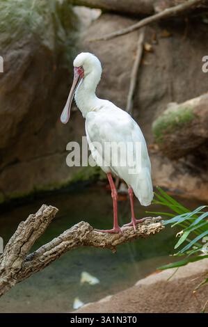 Red heron and spoonbill birds at the Zoo Stock Photo - Alamy