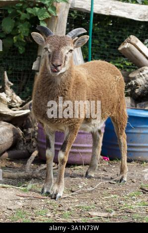 Castlemilk Moorit Lamb, Spitalfields City Farm, London Stock Photo - Alamy