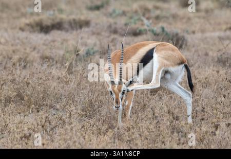 Thomson's gazelle (Gazella rufifrons), sometimes known as the red ...