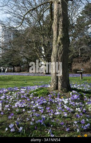 Crocus flowers in Cripplegate Park, Worcester, Worcestershire, England ...