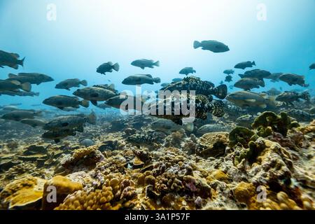 Spawning event in fakarava with thousands of grouper fishover coral ...