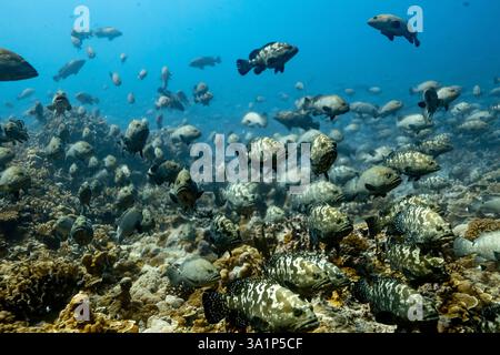 Spawning event in fakarava with thousands of grouper fishover coral ...