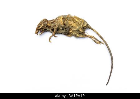 A dead and mummified domestic mouse on a white background Stock Photo ...