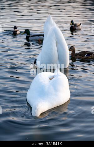 A serene natural scene captures two adult geese swimming side by side ...