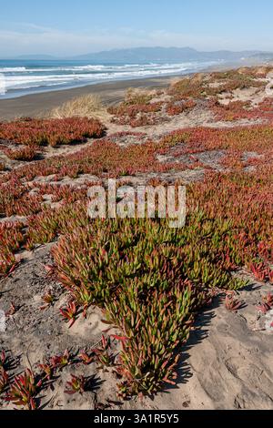 The beach by Lower Great Highway Park, Outer Sunset Stock Photo - Alamy