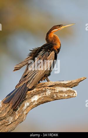 An african darter, Anhinga rufa, on a tree stump against the glare of ...