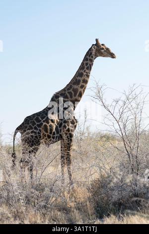 Etosha National Park, Namibia Stock Photo - Alamy