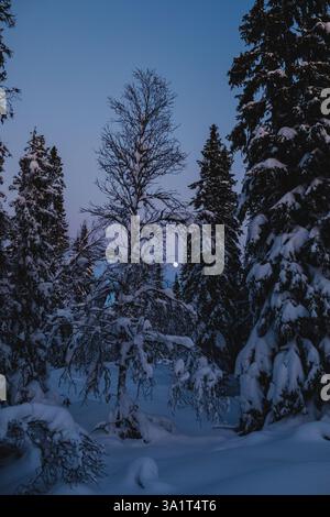 Moon visible through winter trees at sunset Stock Photo - Alamy