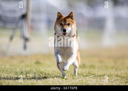 shiba inu running lure coursing competition on green field Stock Photo ...