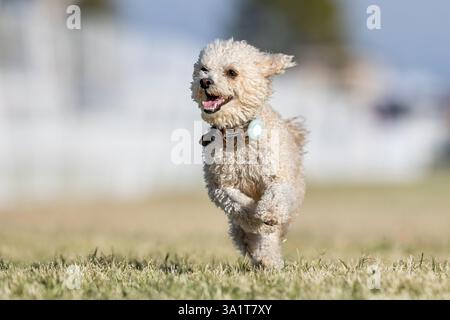 Toy Poodle Running Lure Course Sprint Dog Sport Stock Photo - Alamy