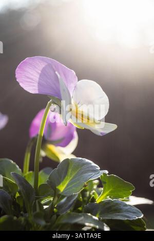 Two colored violet and white spring flower known as European columbine ...