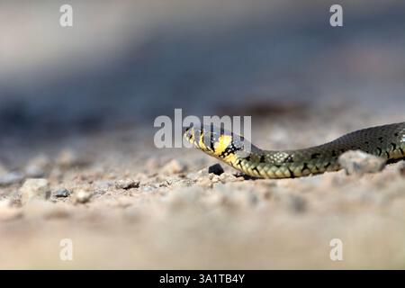 A closeup of grass snake crawling on wooden surface Stock Photo - Alamy