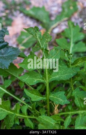 Sisymbrium erysimoides, French Rocket Stock Photo - Alamy