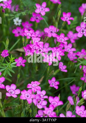 Maiden pink flowers, Dianthus deltoides in summer garden Stock Photo ...
