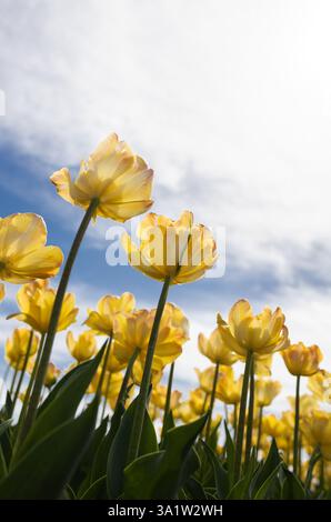 amazing view of blooming colorful Tulip flowers,beautiful yellow with ...