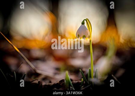 Snowbell Flowers in the early sping Stock Photo - Alamy